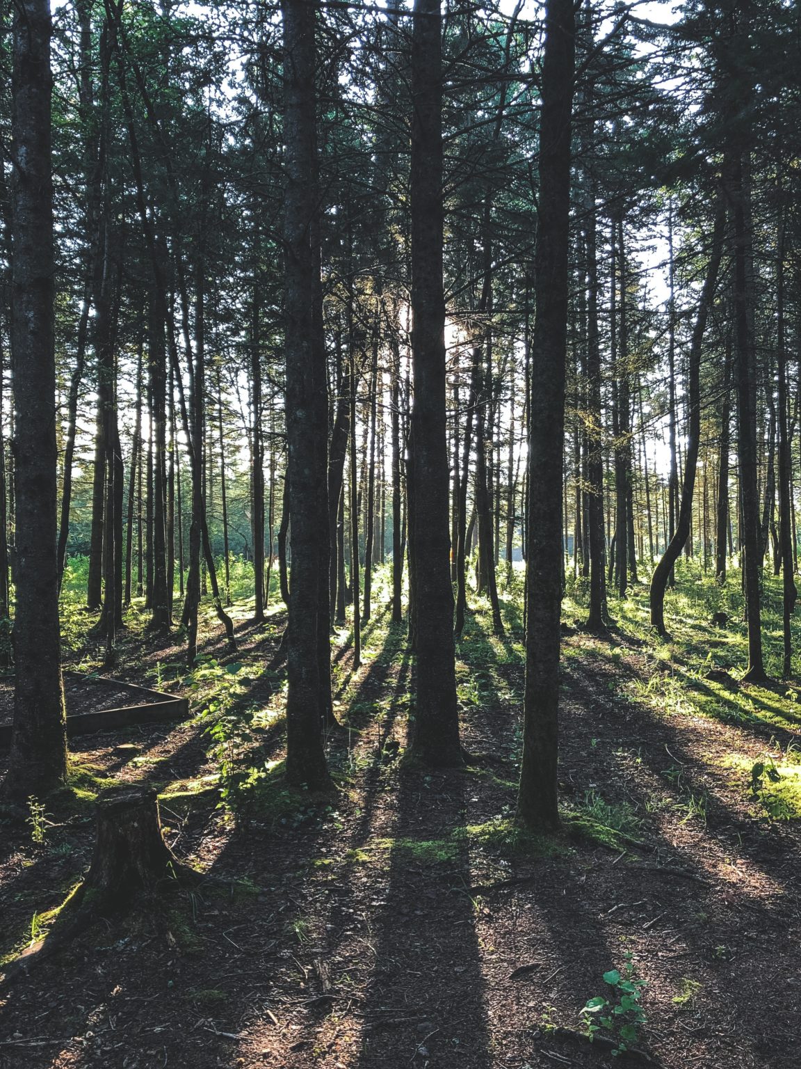 Forest Restoration? | GreenVest, LLC