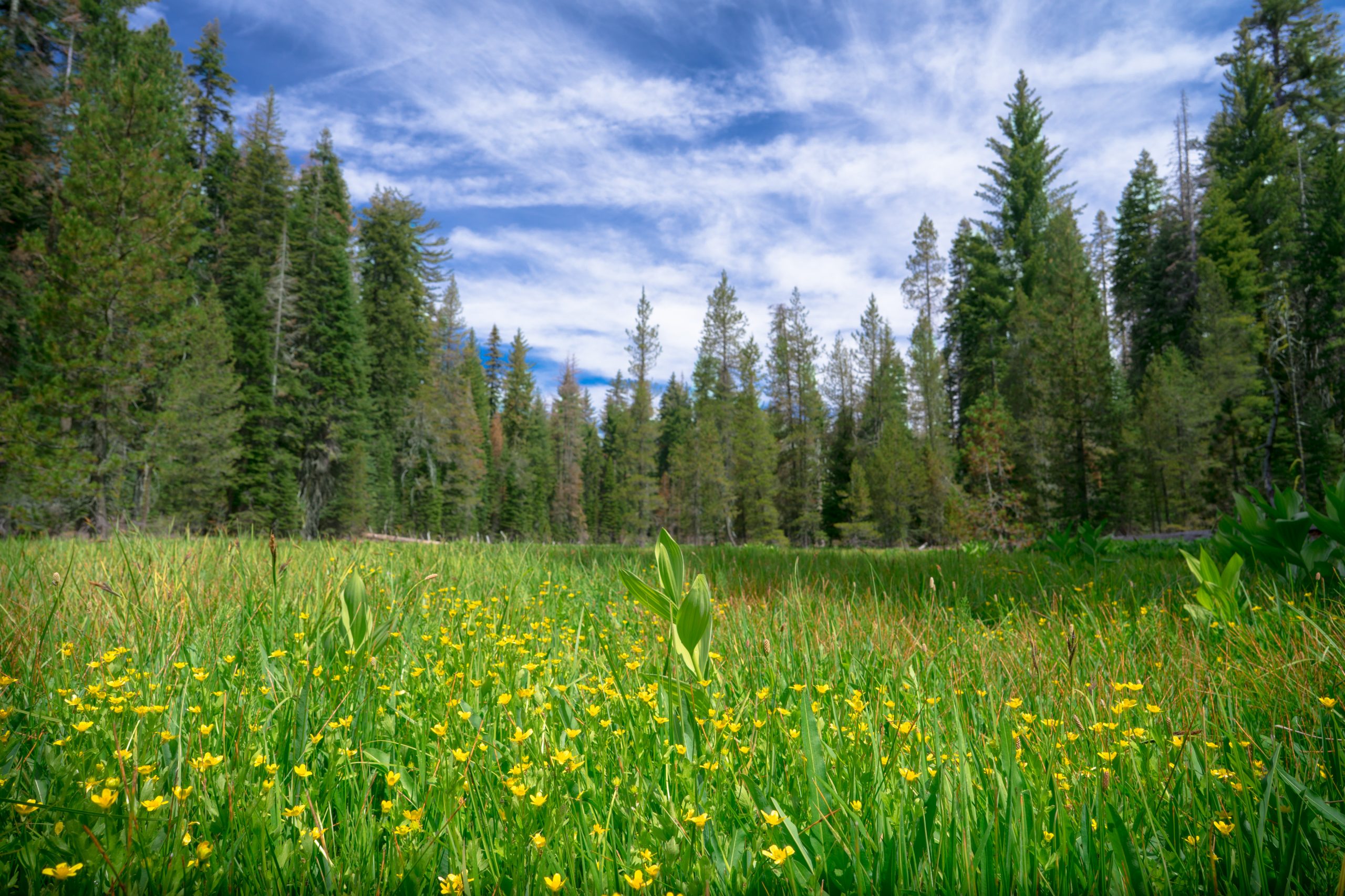 Green Forest Meadow With Yellow Wild Flowers - Greenvest