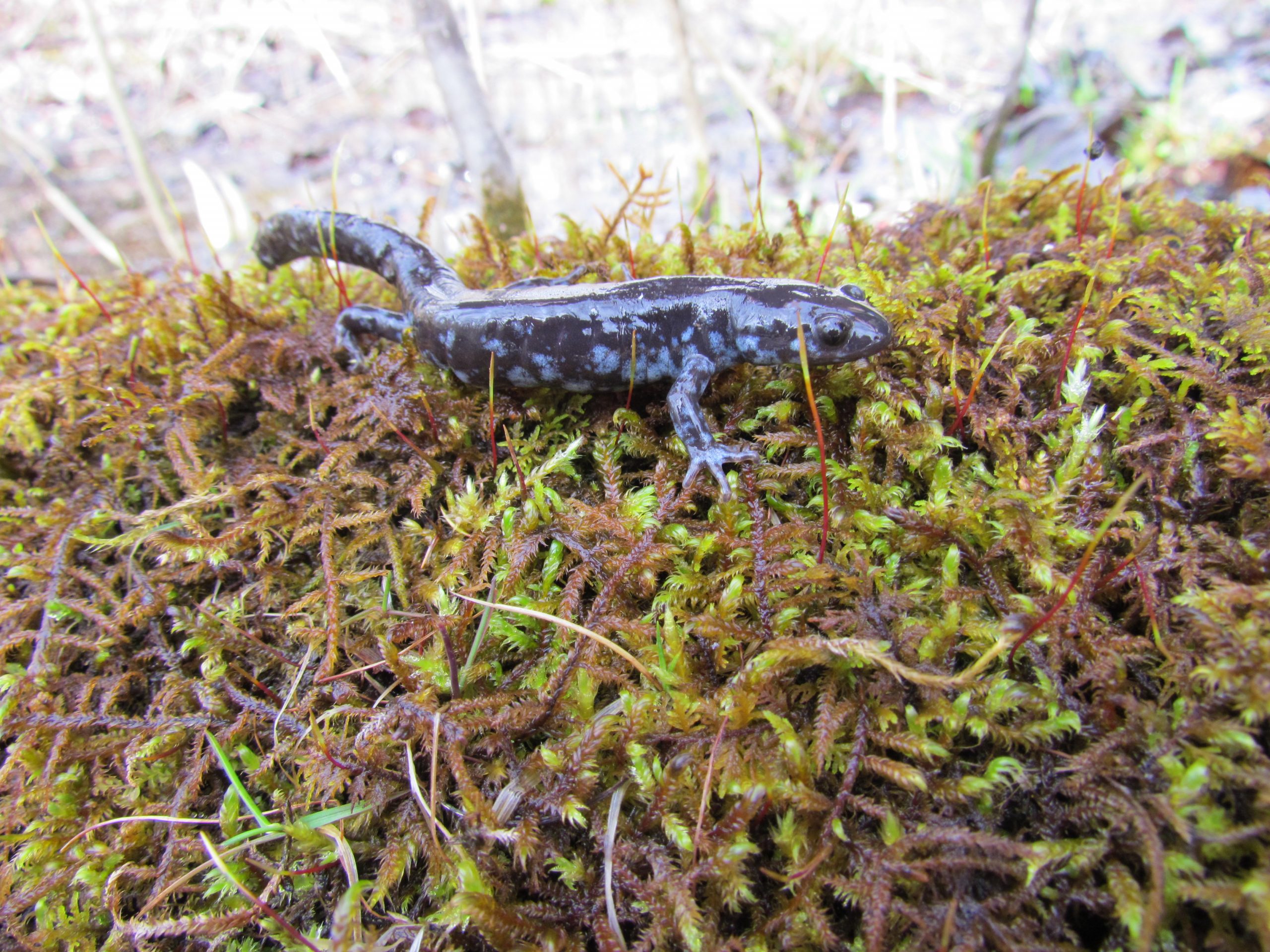 Salamander Hunt - Greenvest